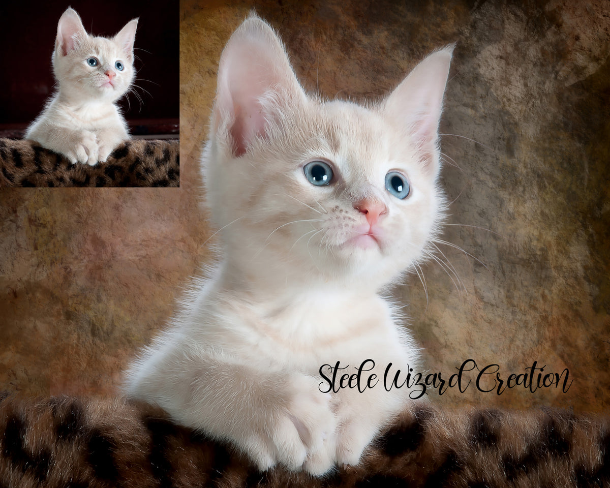 50 Digital Muslin Backdrops – Steele Wizard Creation